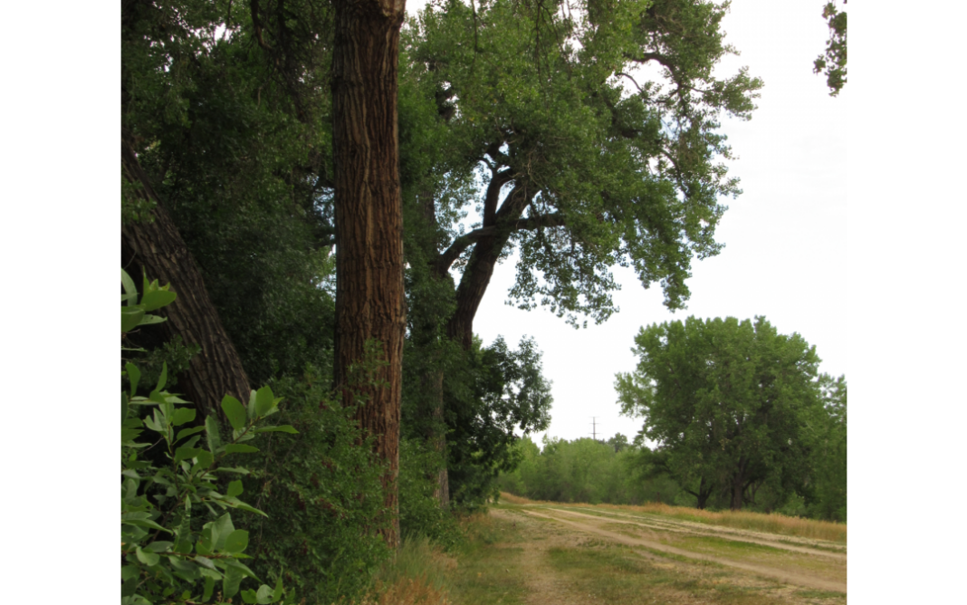 Denver's High Line Canal: using something old to solve a new problem
