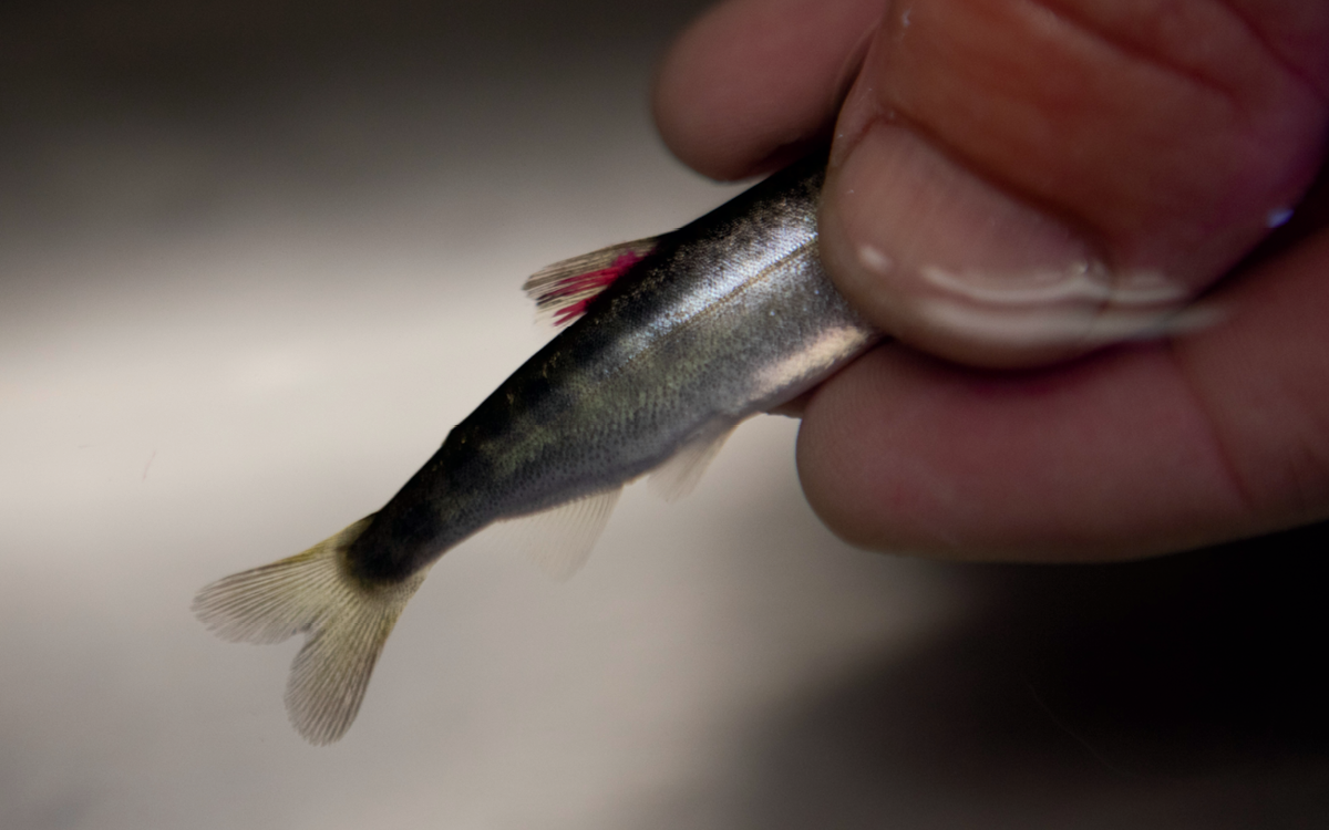 Can we save the San Joaquin’s salmon?