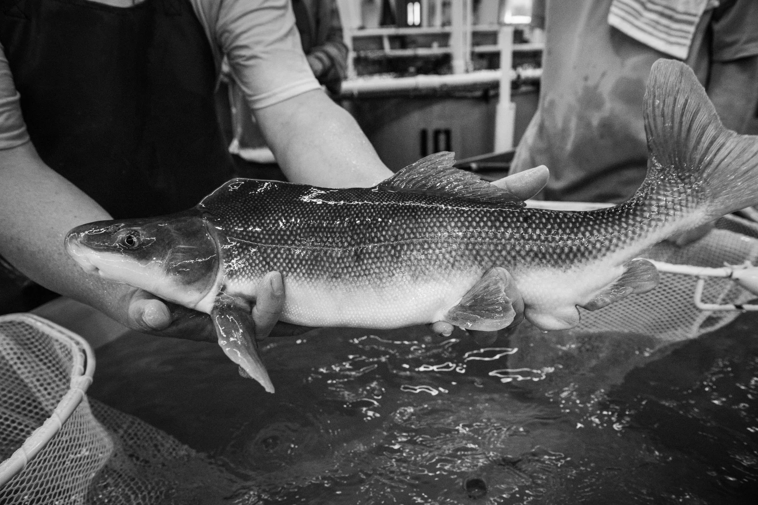 The Colorado River Is Dying. Can Its Aquatic Dinosaurs Be Saved?
