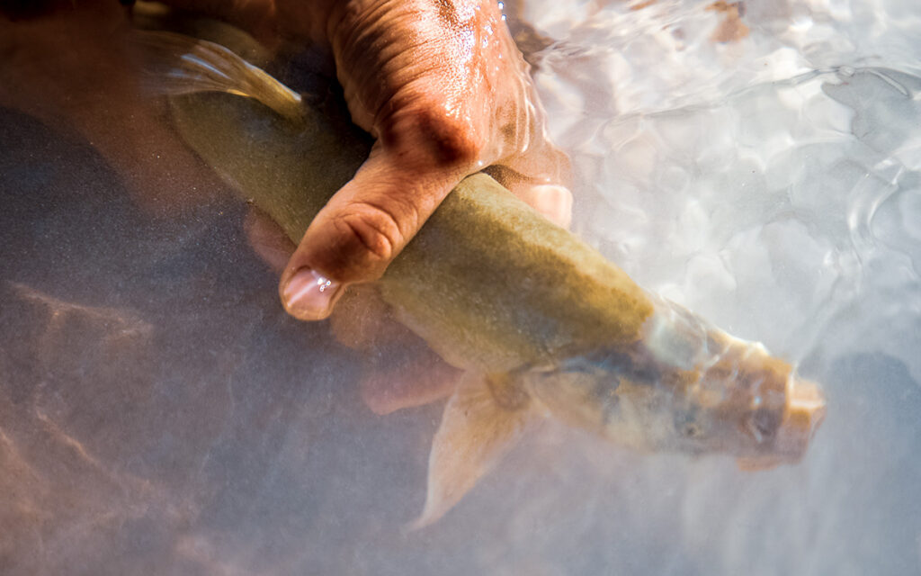 Can the Ancient Humpback Chub Hang On in Today's Grand Canyon?
