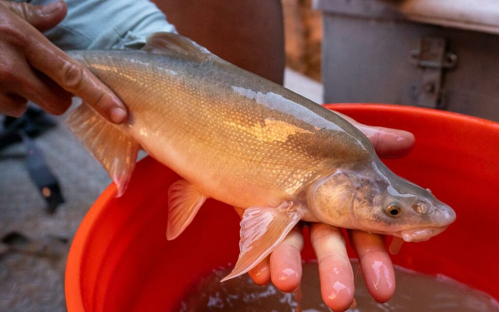 Can the Ancient Humpback Chub Hang On in Today's Grand Canyon?