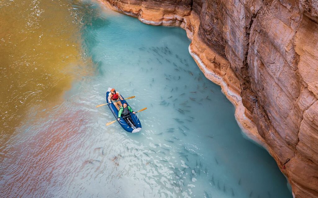 Can the Ancient Humpback Chub Hang On in Today's Grand Canyon?