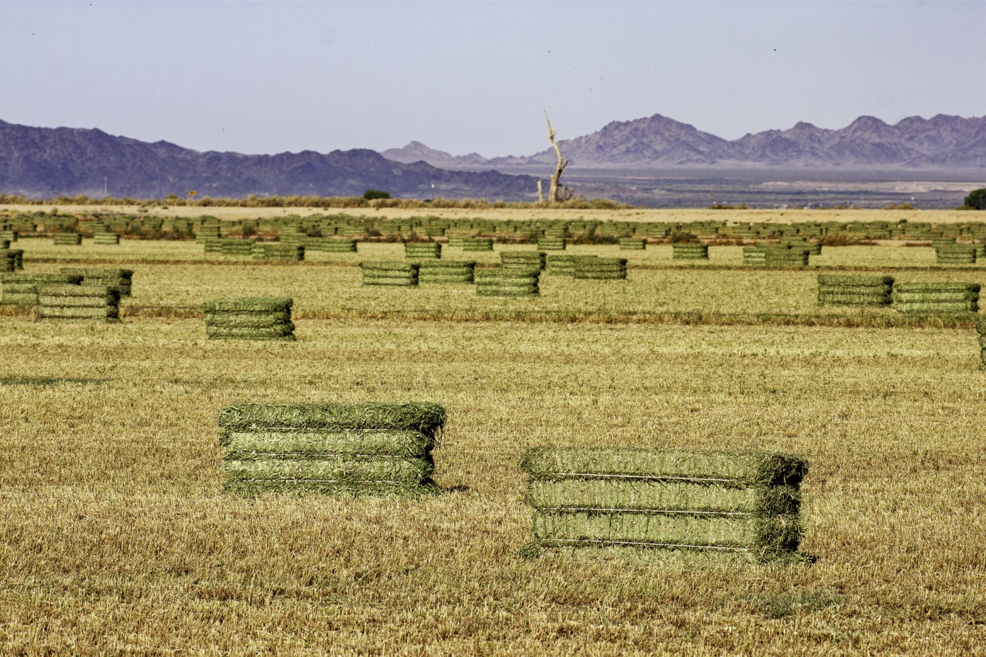 Some of Arizona’s most valuable water could soon hit the market